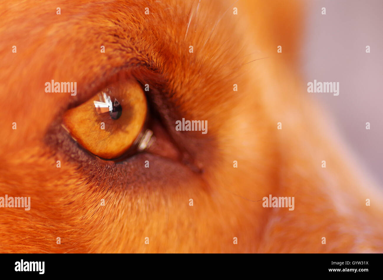 Cocker Spaniel Colors High Resolution Stock Photography and Images - Alamy