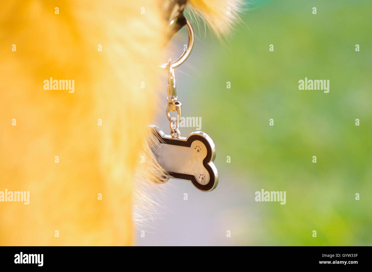 Closeup dog collar with metal tag shaped in the form as bone, hanging ...
