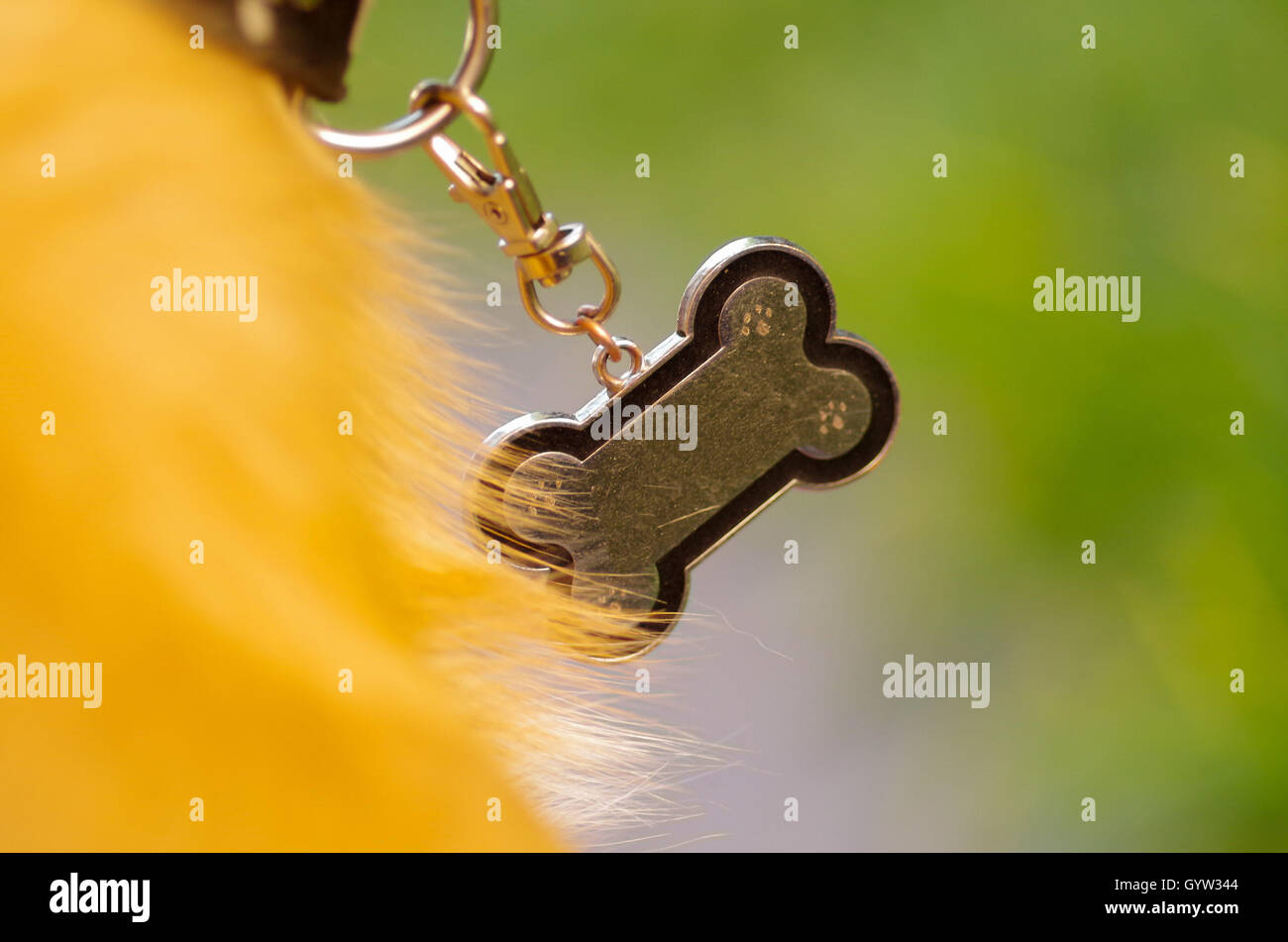 Closeup dog collar with metal tag shaped in the form as bone, hanging ...