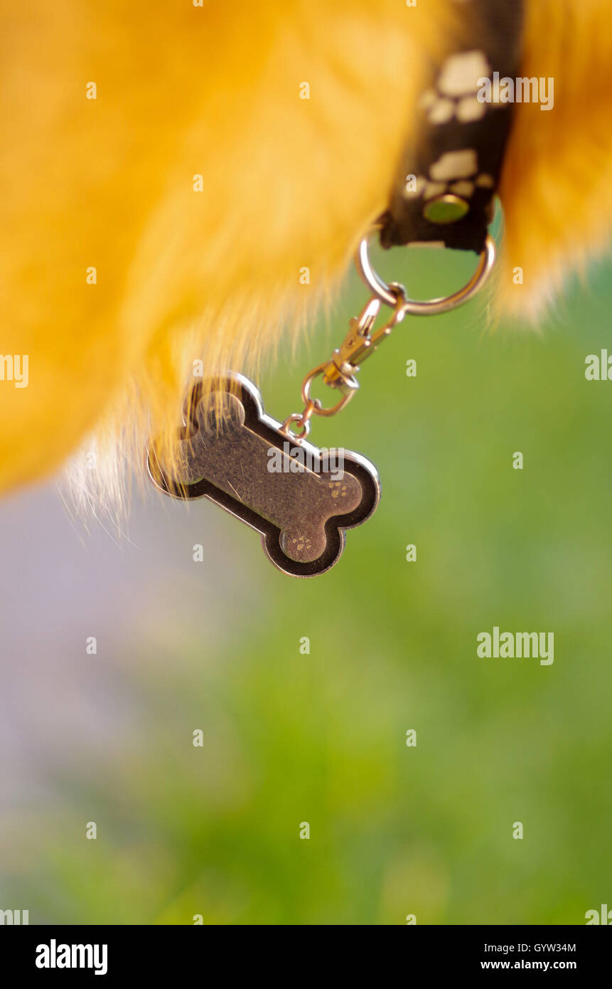 Closeup dog collar with metal tag shaped in the form as bone, hanging ...