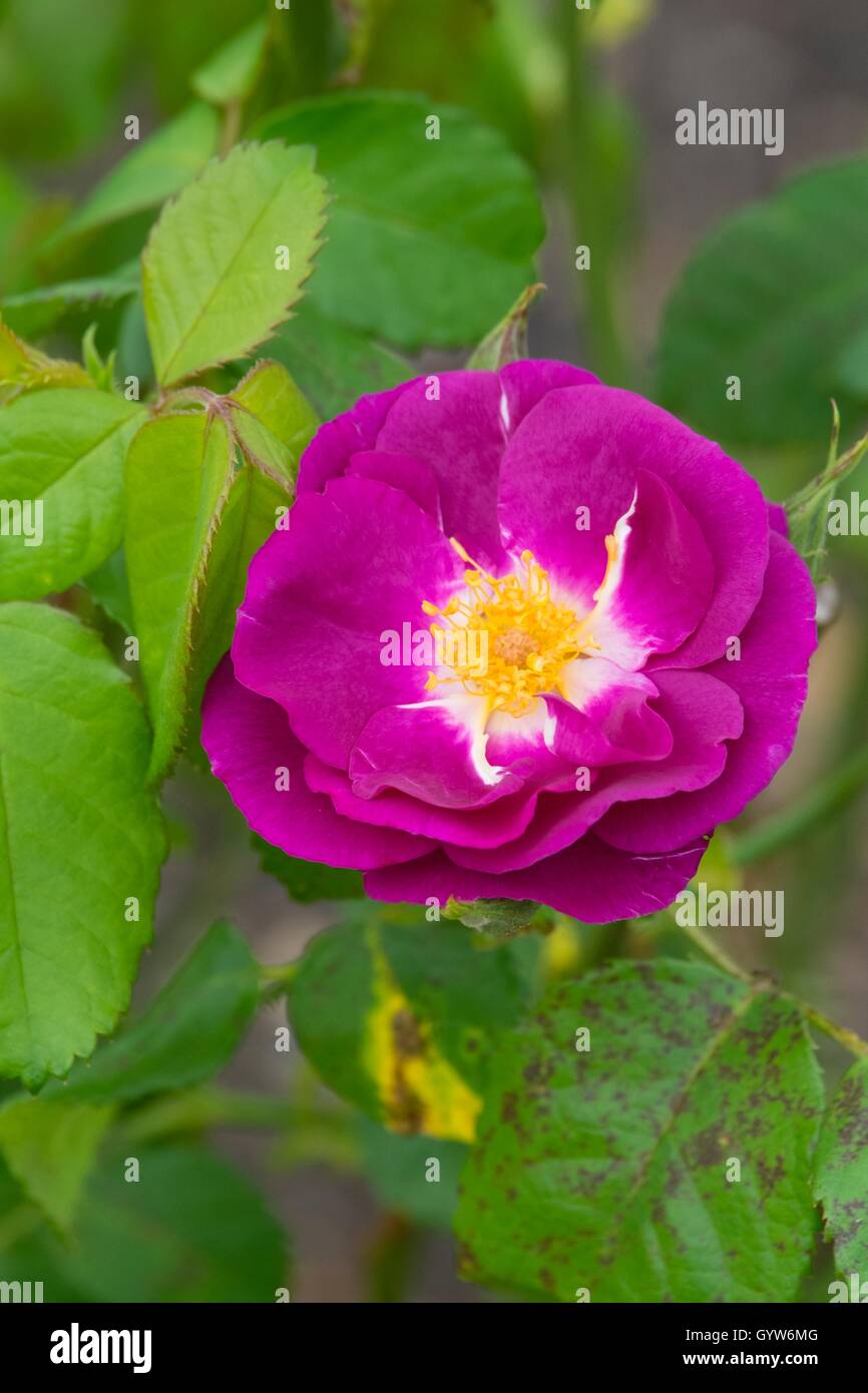 Rhapsody hi-res stock photography and images - Alamy