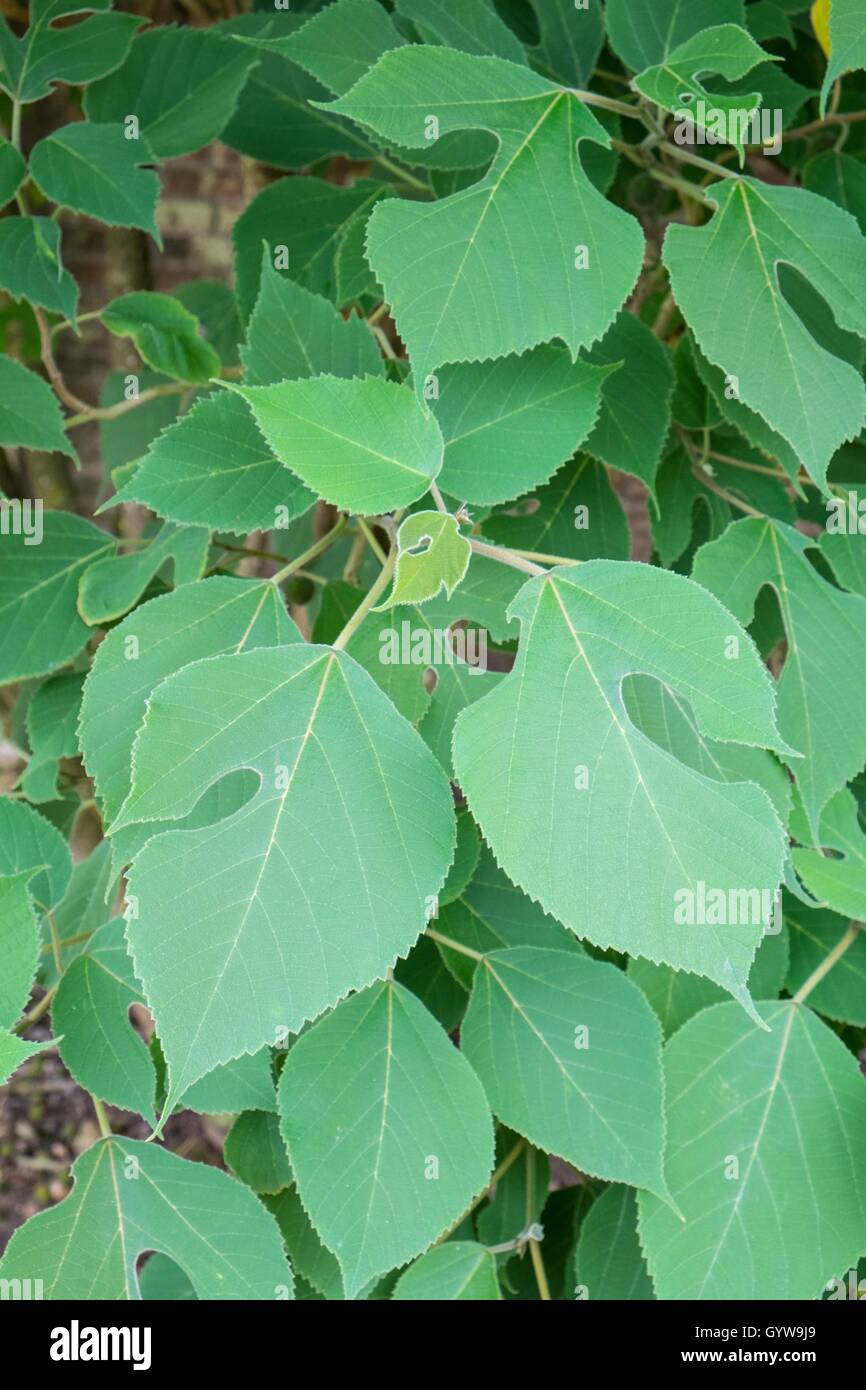 Paper mulberry broussonetia papyrifera hi-res stock photography and ...