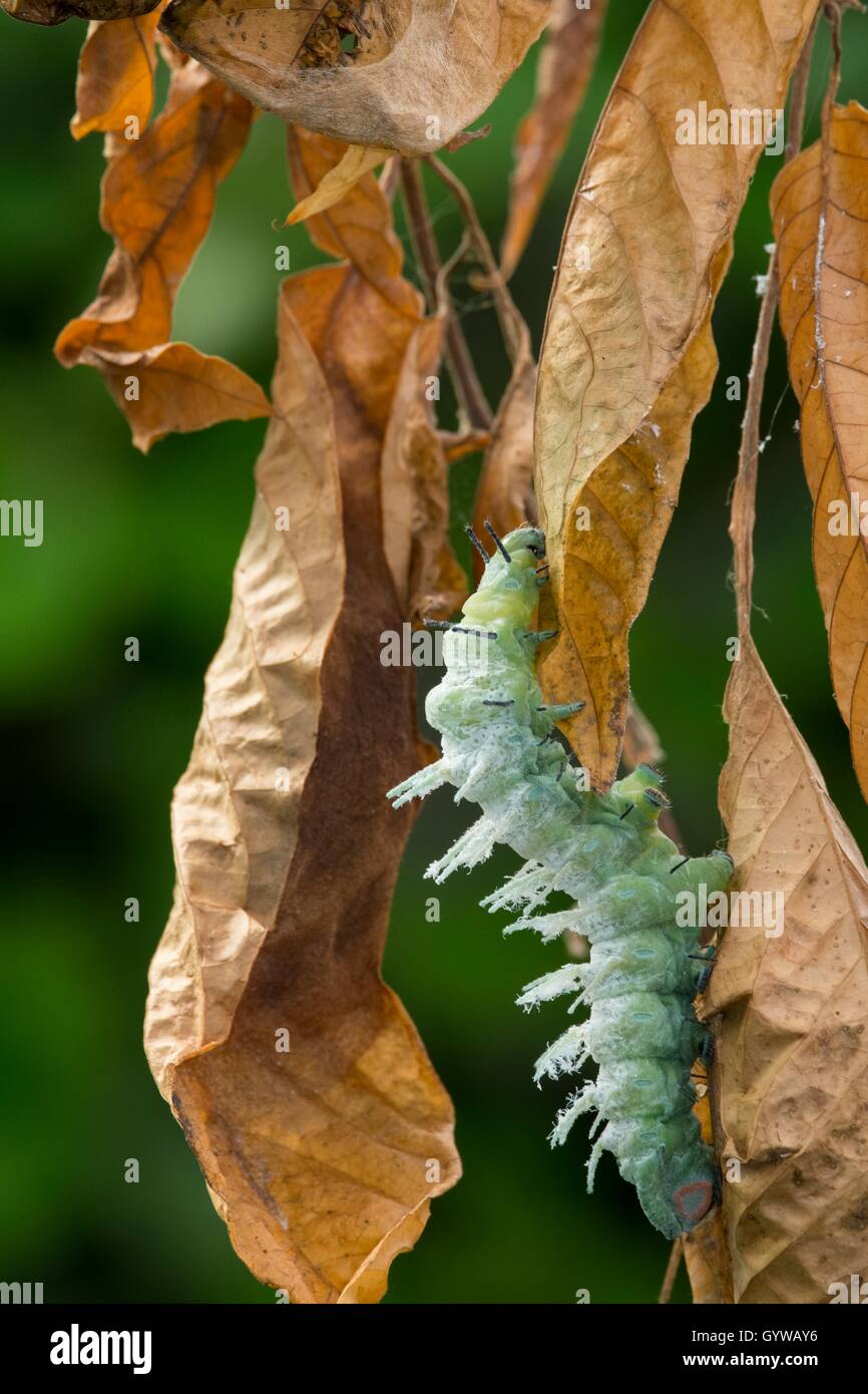 Atlas moth - Attacus atlas, Caterpillar Stock Photo - Alamy Atlas moth - Attacus atlas, Caterpillar Stock Photo - Alamy