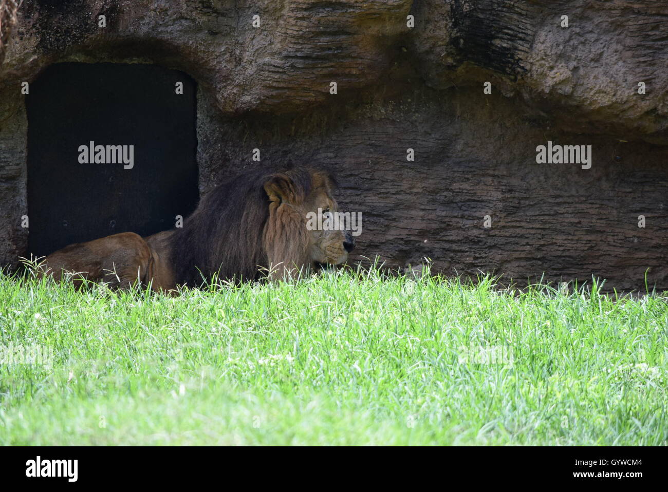 African Male Lion (Panthera leo leo), lying at Aurora Zoo, Guatemala ...