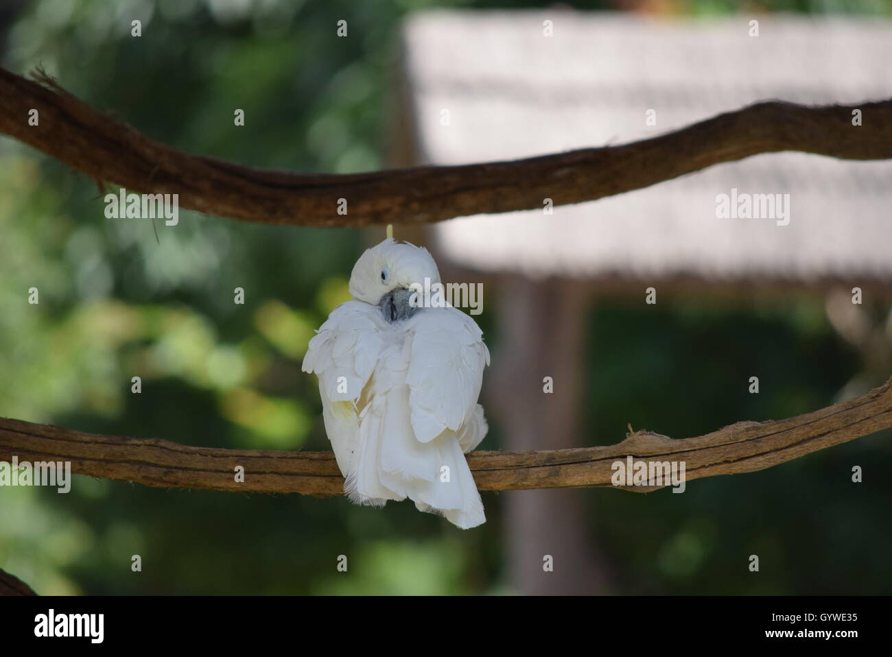 White parakeet hi-res stock photography and images - Alamy