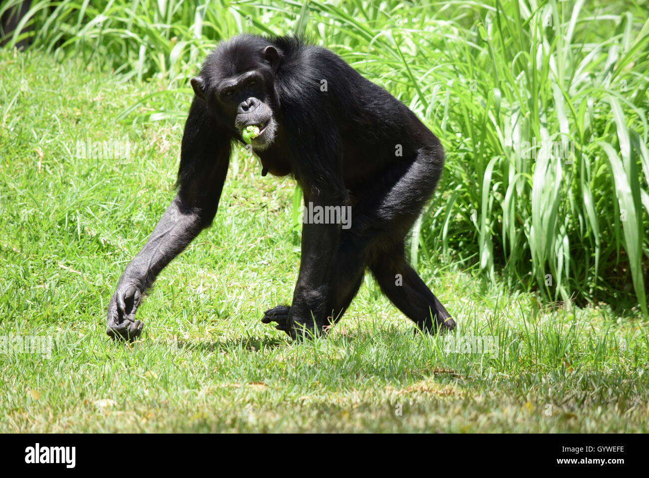 Chimpanzee eating at Aurora Zoo, Guatemala Stock Photo - Alamy