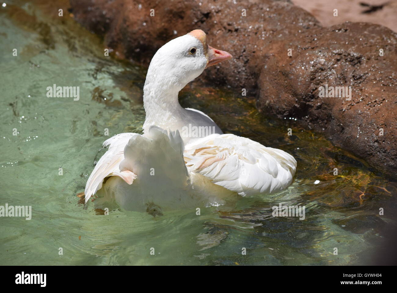 Swan Flapping in the Aurora Zoo, Guatemala Stock Photo - Alamy