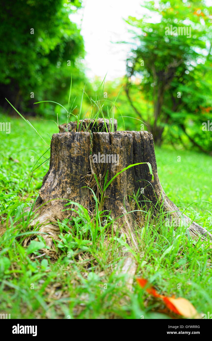 Stump in nature Stock Photo - Alamy