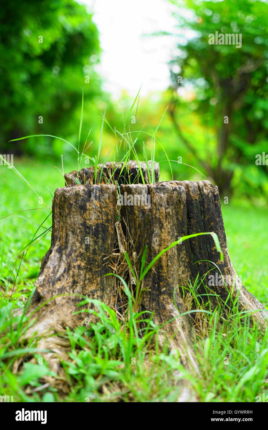Stump in nature Stock Photo - Alamy