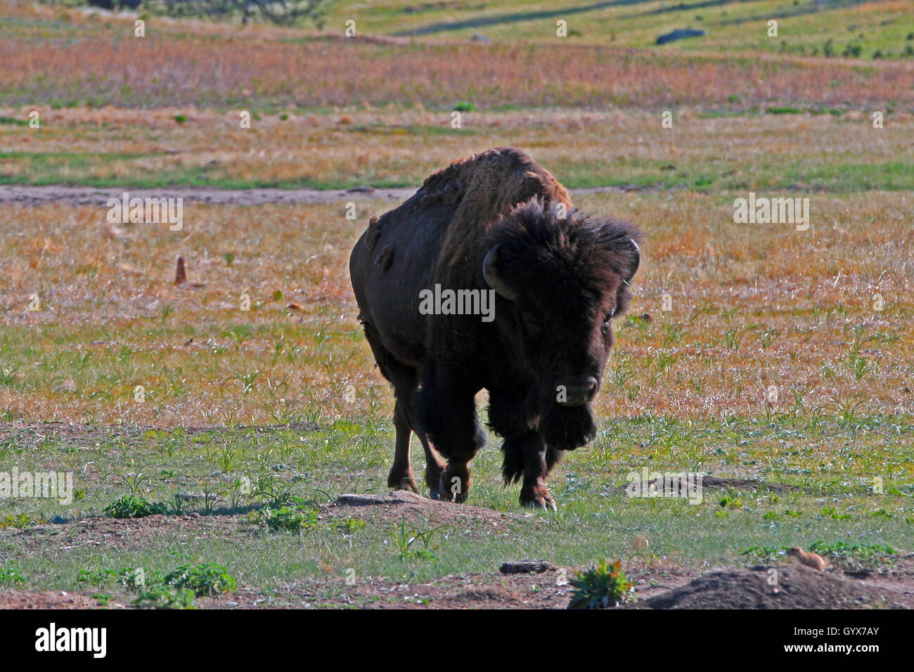 American bison buffalo wind cave hi-res stock photography and images ...