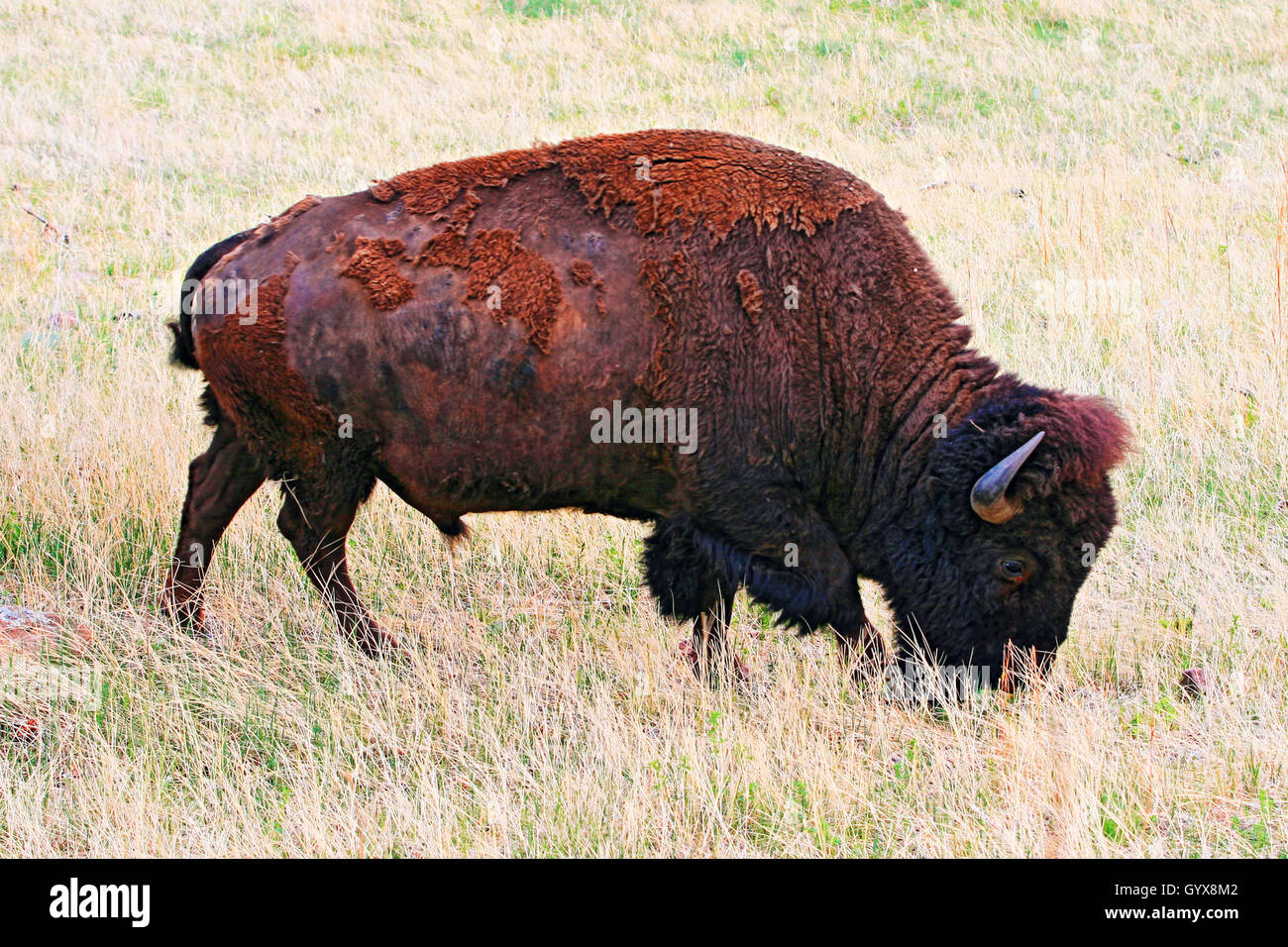 Buffalo in shed hi-res stock photography and images - Alamy