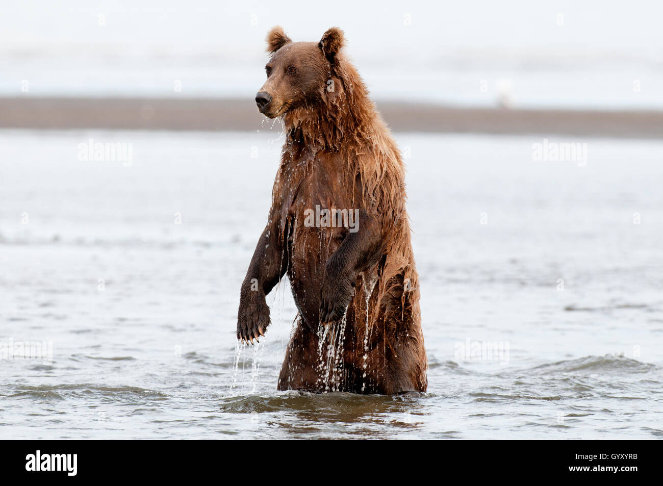 Brown bear standing up hi-res stock photography and images - Alamy