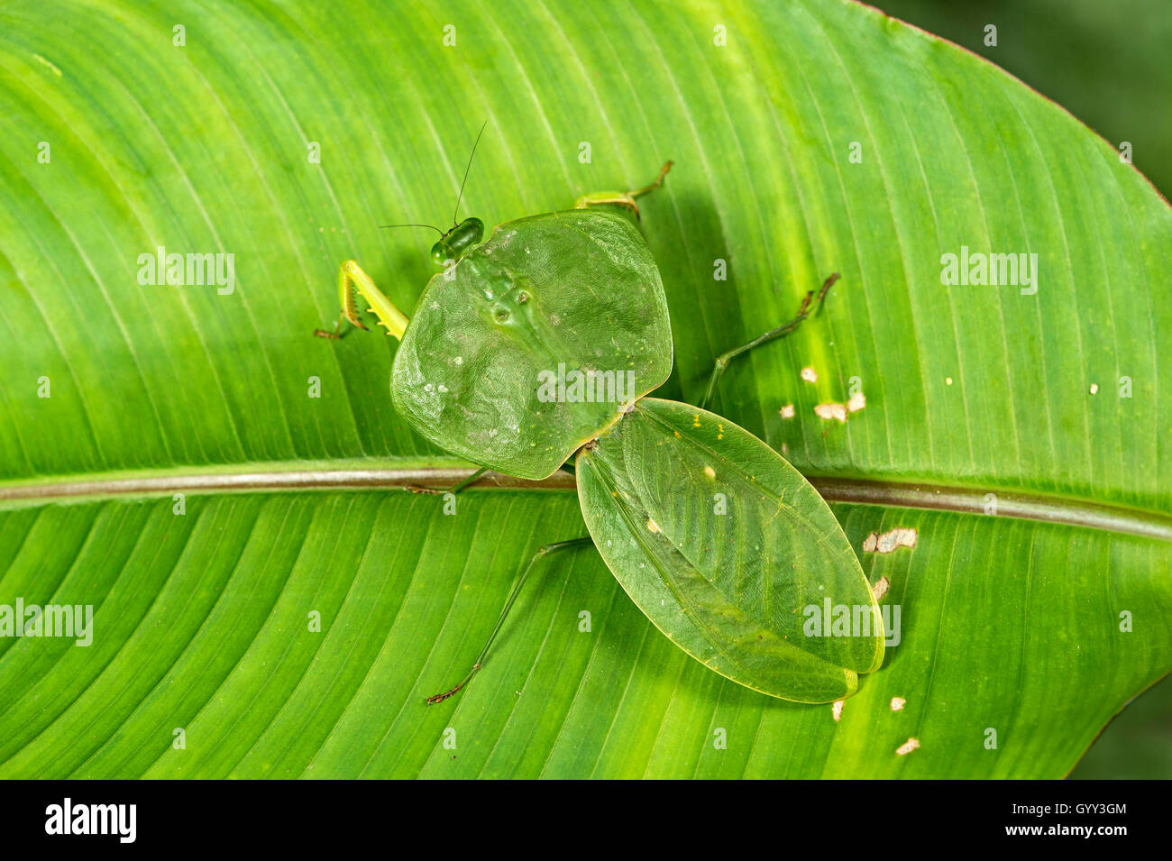 Shield mantis (Choeradodis sp.), (Mantodea family), Amazon rainforest ...