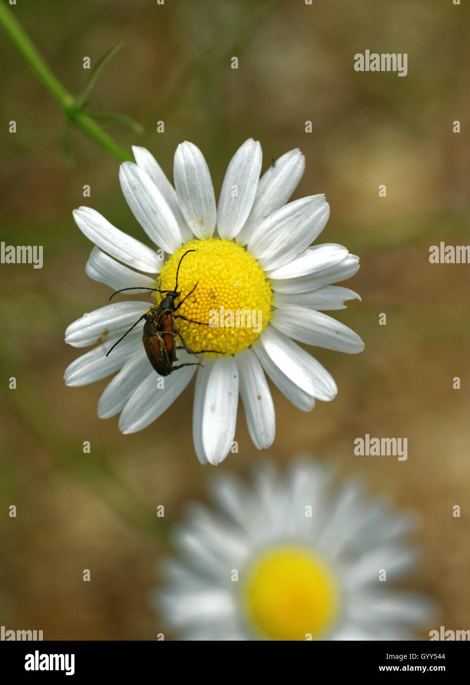 Longhorned beetles (Corymbia rubra) mating on daisy flower Stock Photo ...