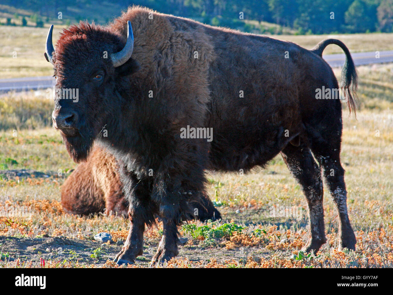 American bison buffalo wind cave hi-res stock photography and images ...