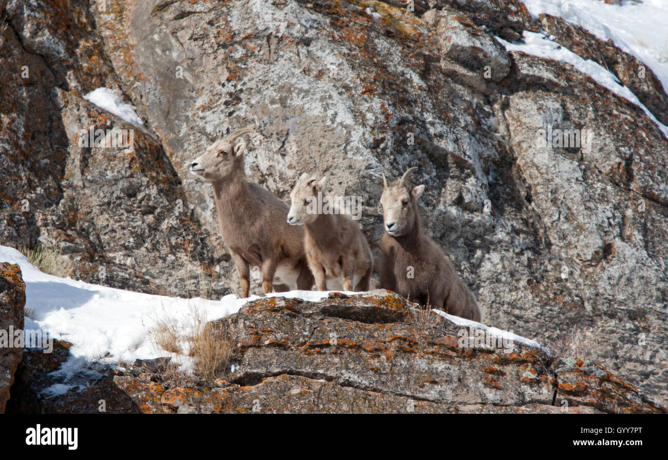 Bighorn Sheep Cliff Edge High Resolution Stock Photography and Images ...