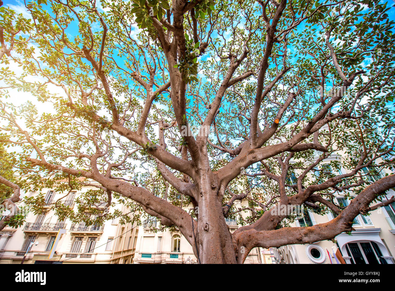 Monte carlo park hi-res stock photography and images - Alamy