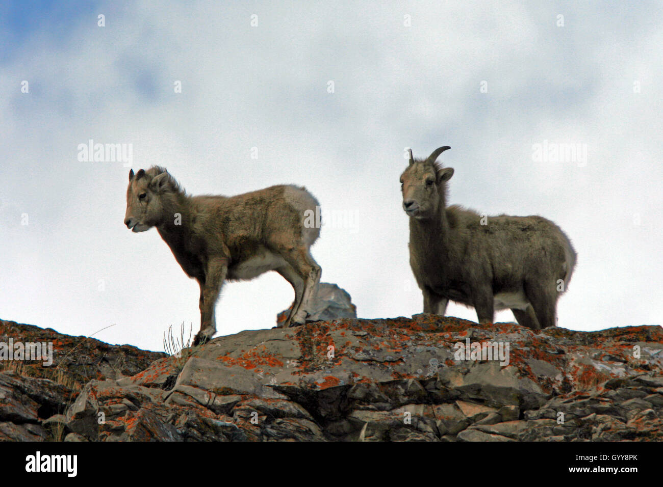Climbing sheep on rock face hi-res stock photography and images - Alamy