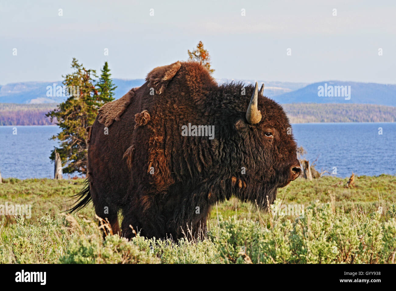 Lone Bison Buffalo Bull in Yellowstone National Park Stock Photo - Alamy