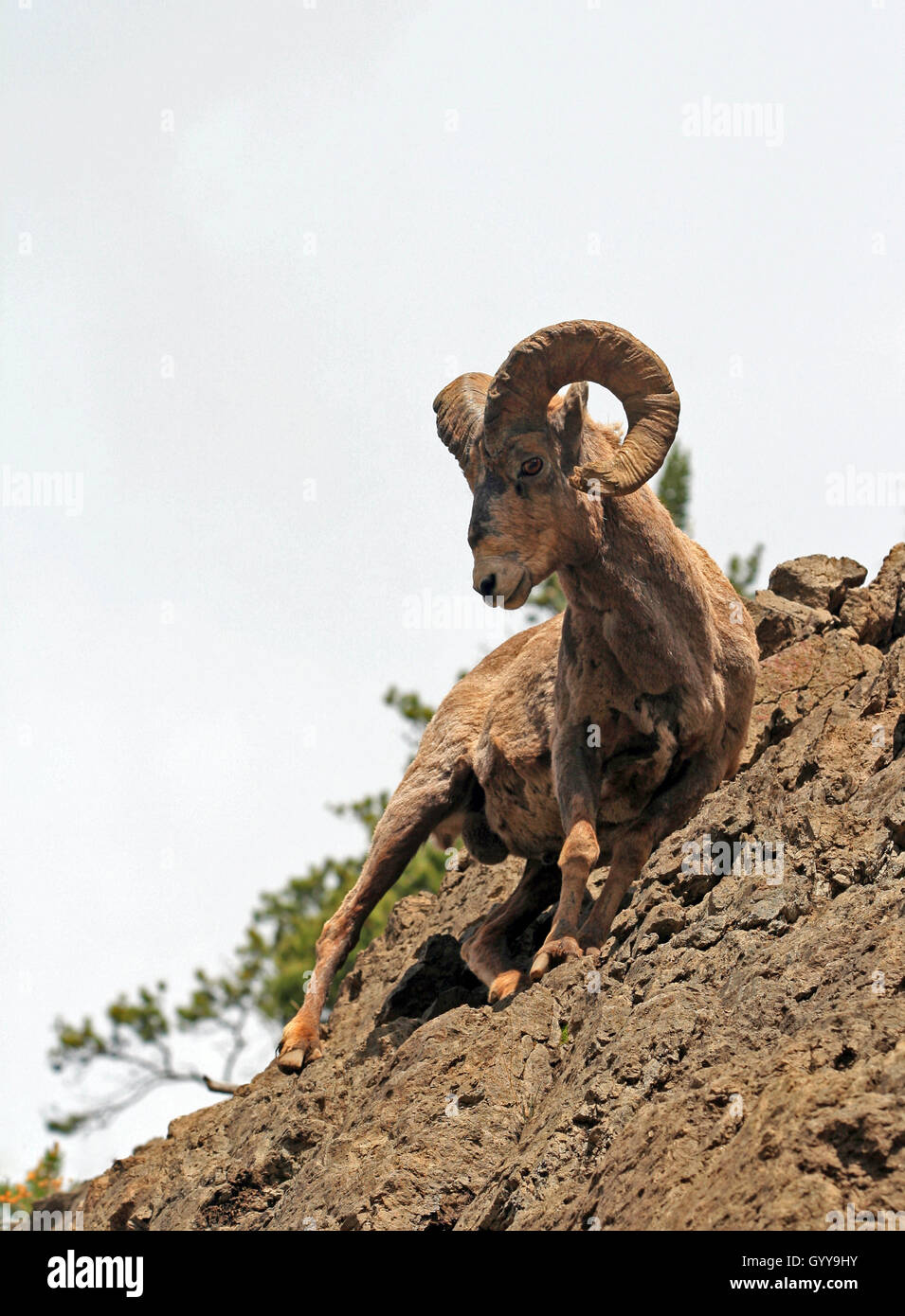 Bighorn Sheep On Cliff High Resolution Stock Photography and Images - Alamy