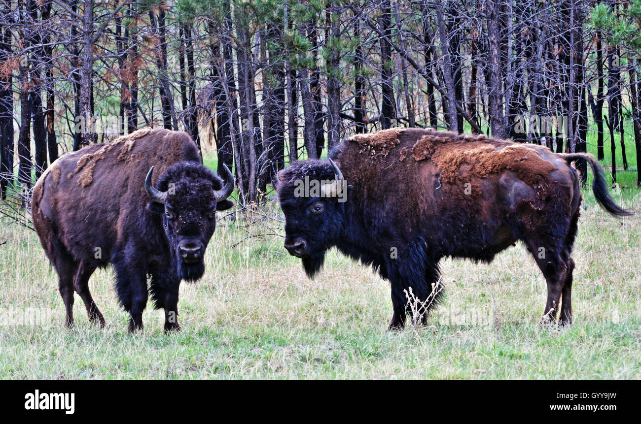 American Bison And Fighting High Resolution Stock Photography and ...