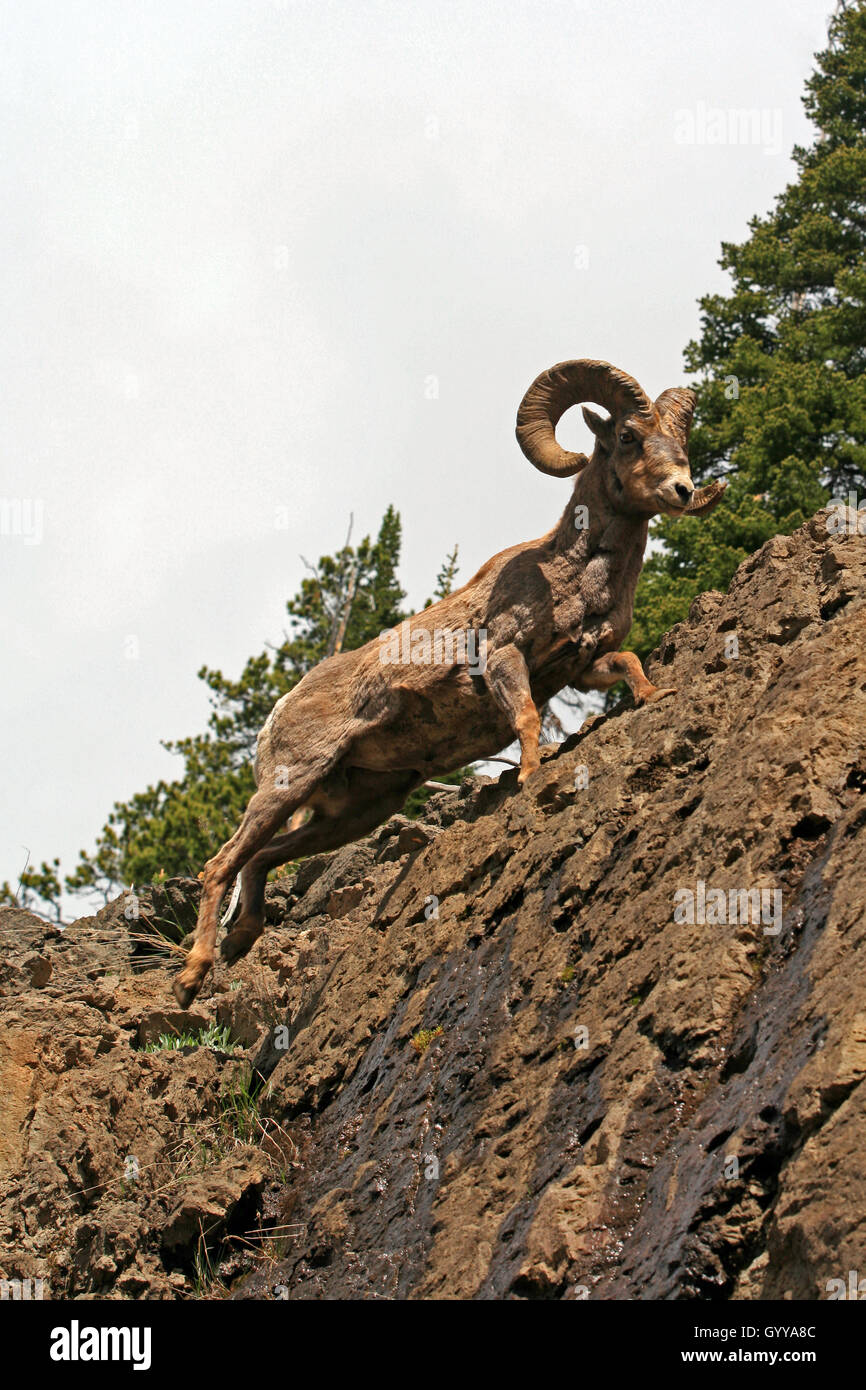 Climbing sheep on rock face hi-res stock photography and images - Alamy