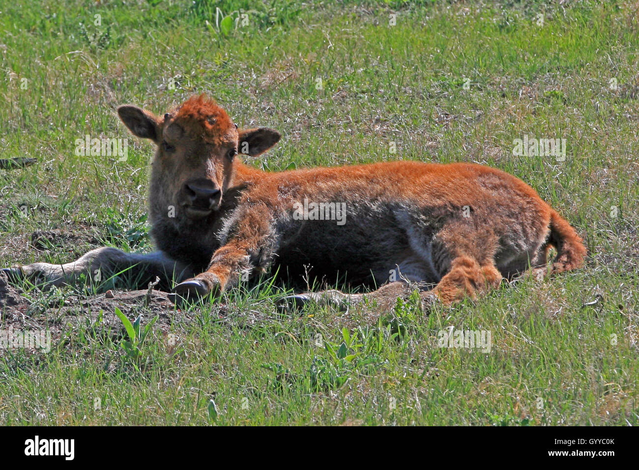 Bison Laying Down High Resolution Stock Photography and Images - Alamy