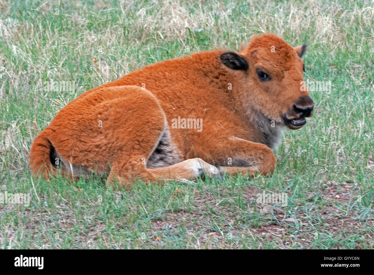 Baby bison custer park hi-res stock photography and images - Alamy