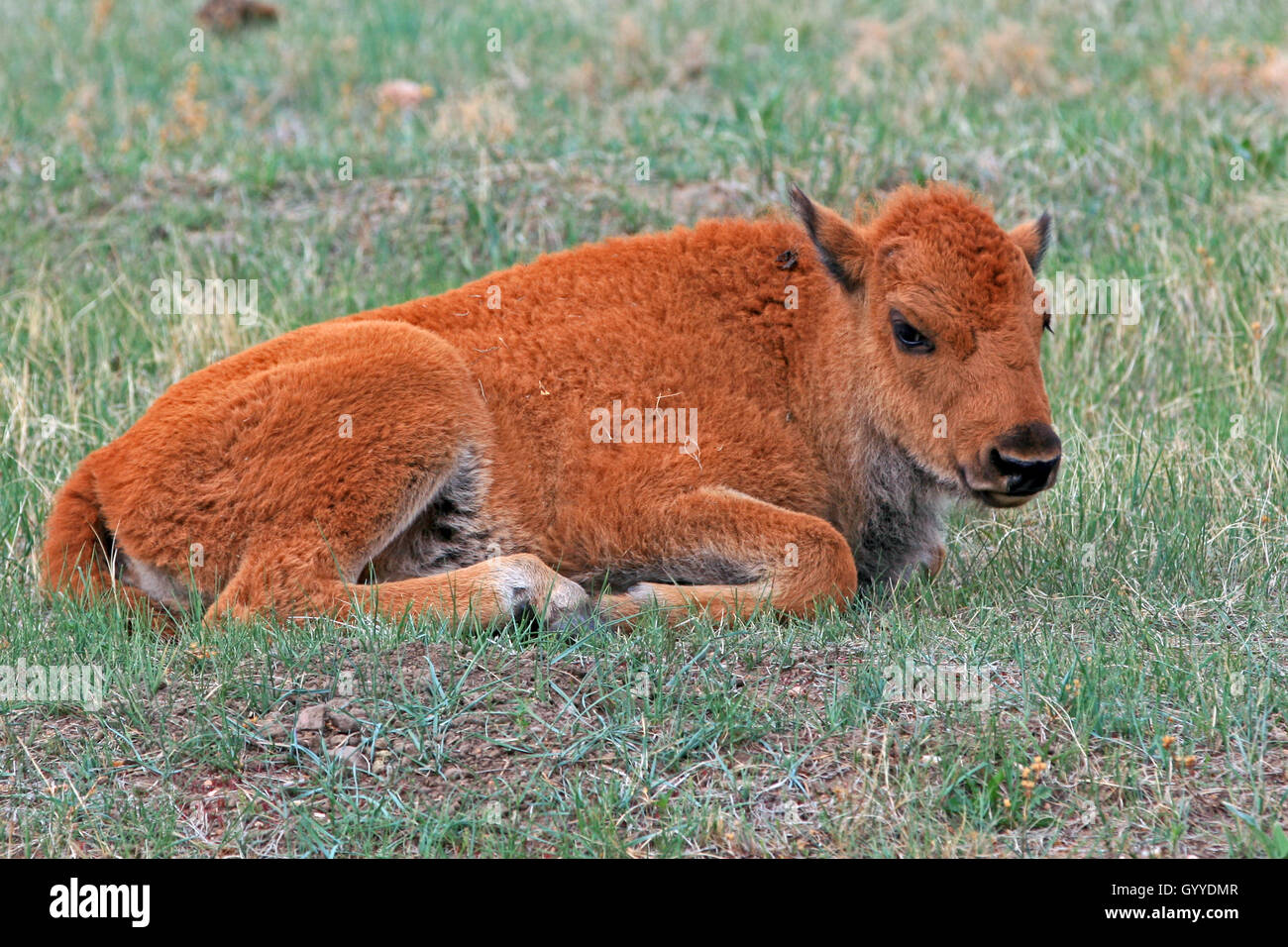Baby American Bison