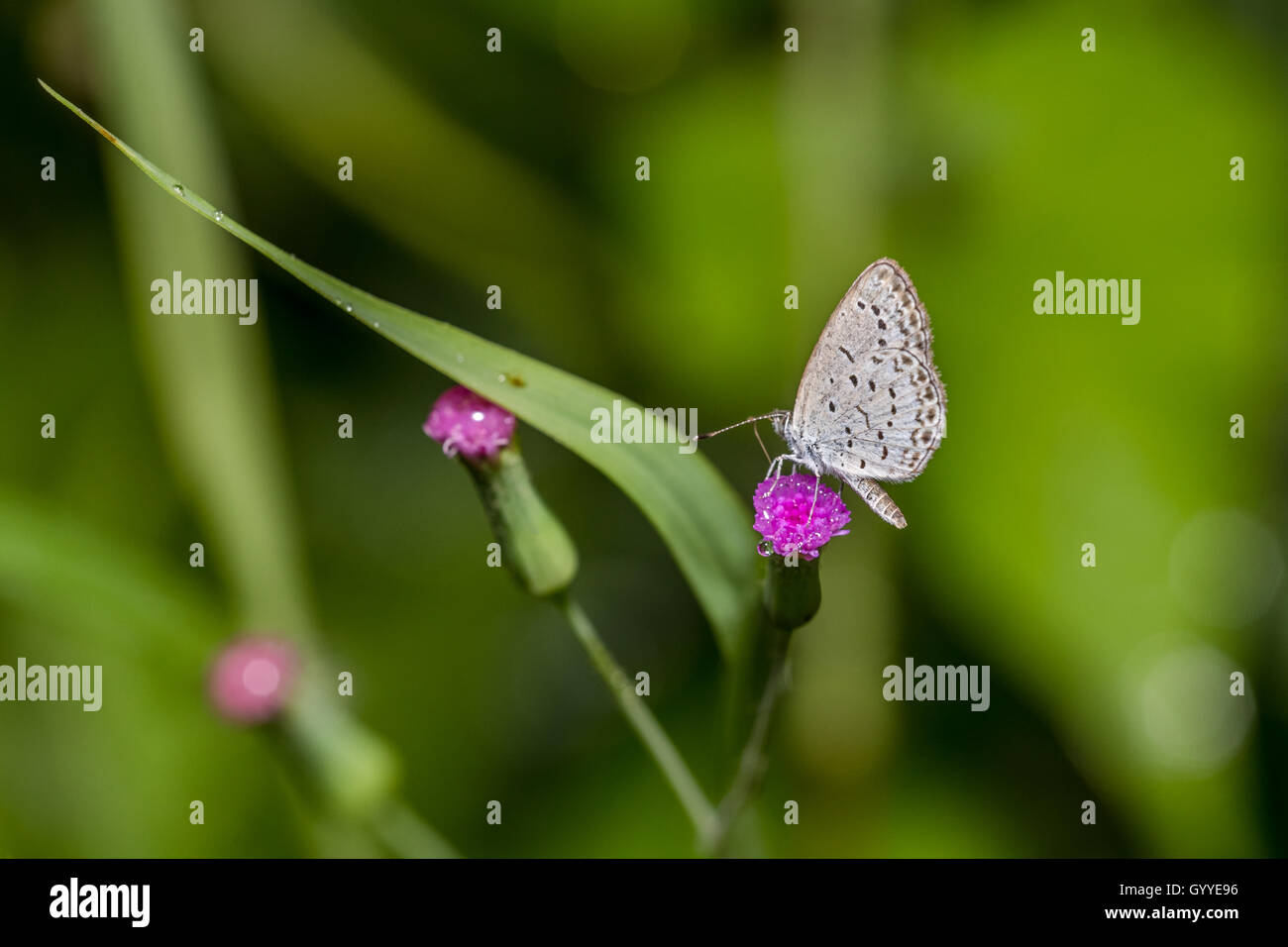 Grass blue butterfly hi-res stock photography and images - Alamy