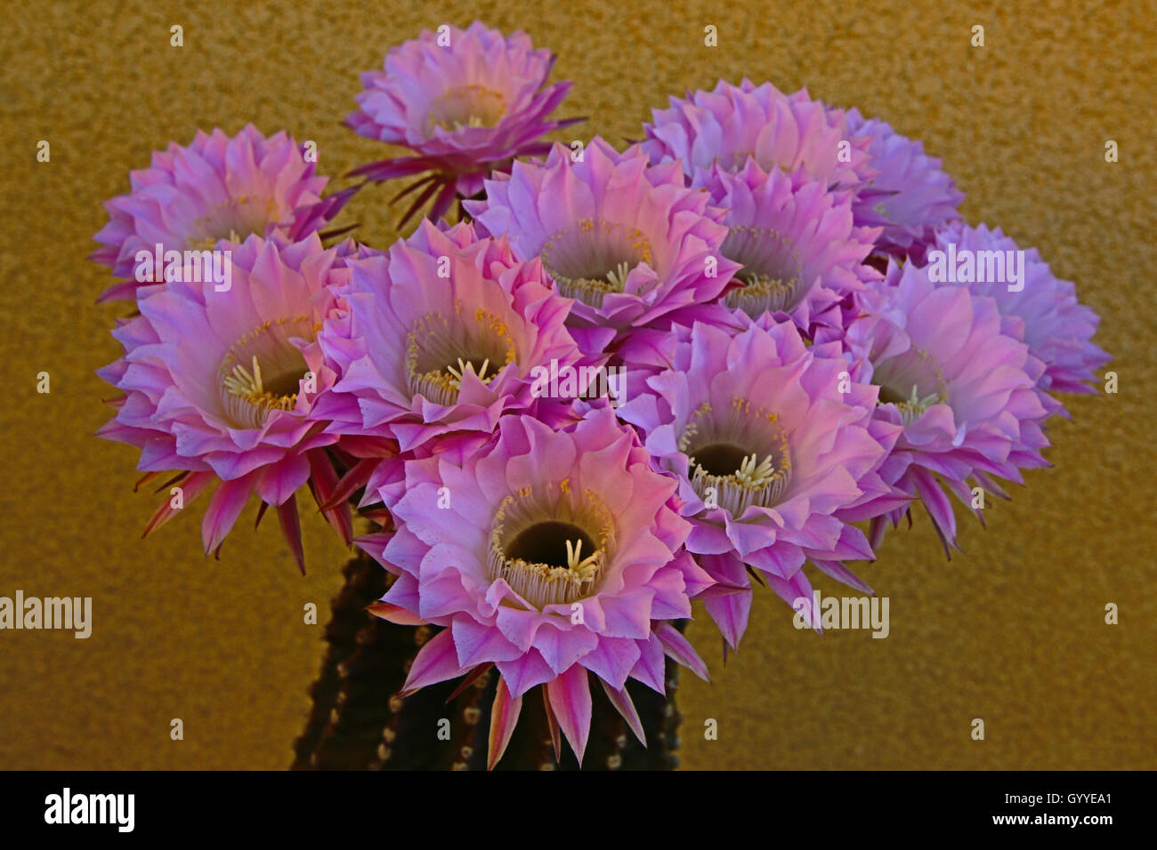 Barrel Cactus Pink Blooming Flower in the high desert of southern CA ...