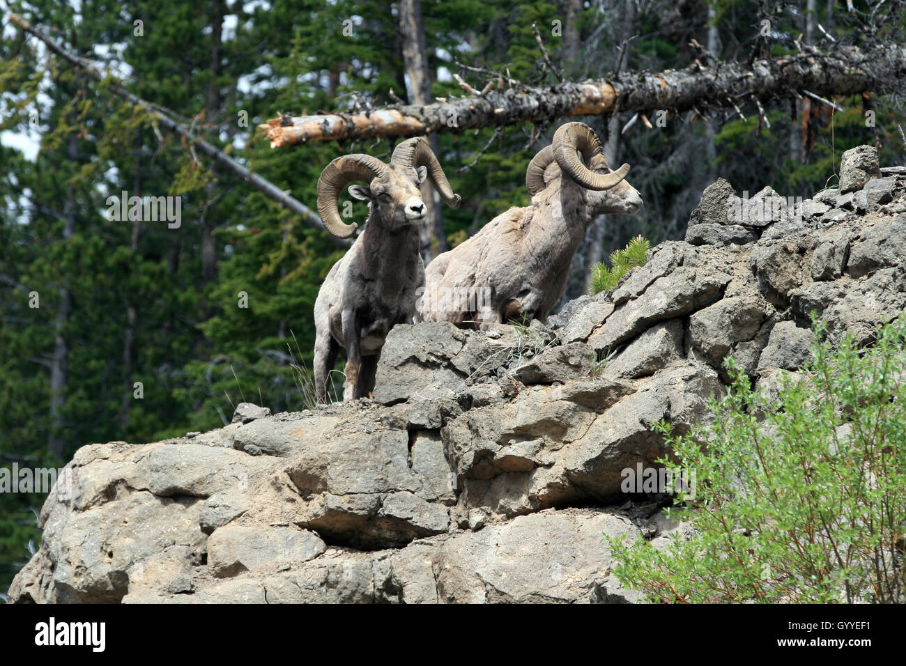 Bighorn sheep rams climbing up hi-res stock photography and images - Alamy