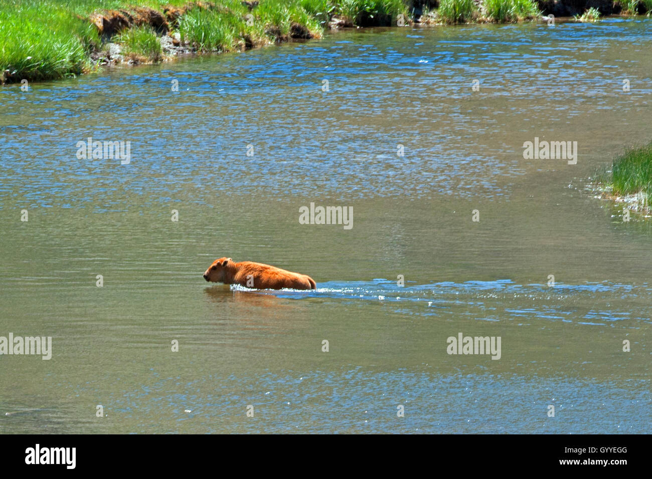 Bison yellowstone swim hi-res stock photography and images - Alamy