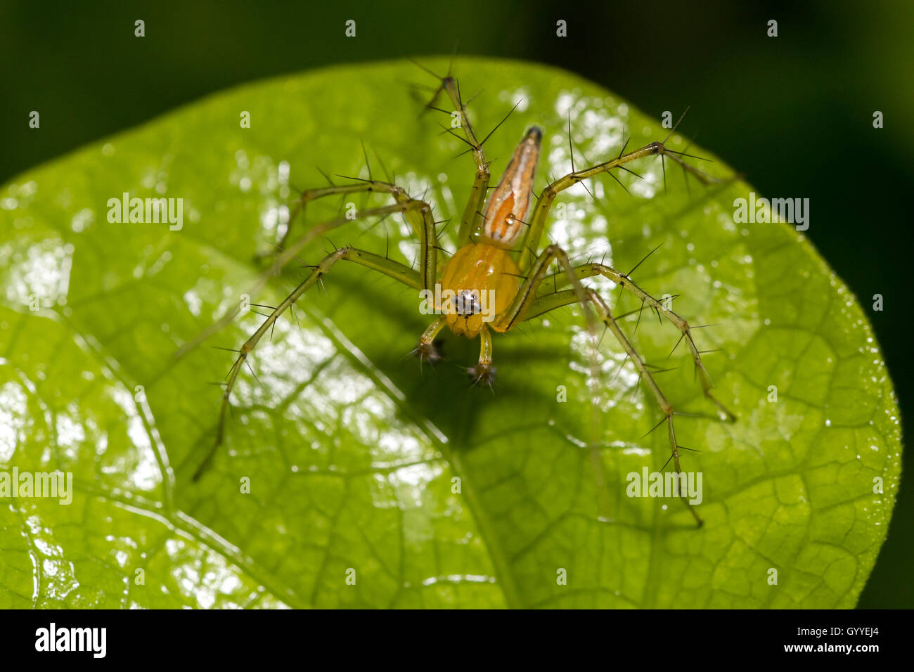 Golden lynx spider (Oxyopes macilentus Stock Photo - Alamy