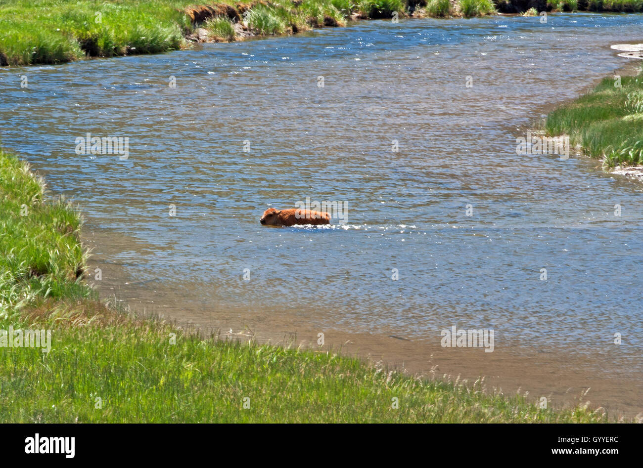 Bison swimming hi-res stock photography and images - Alamy