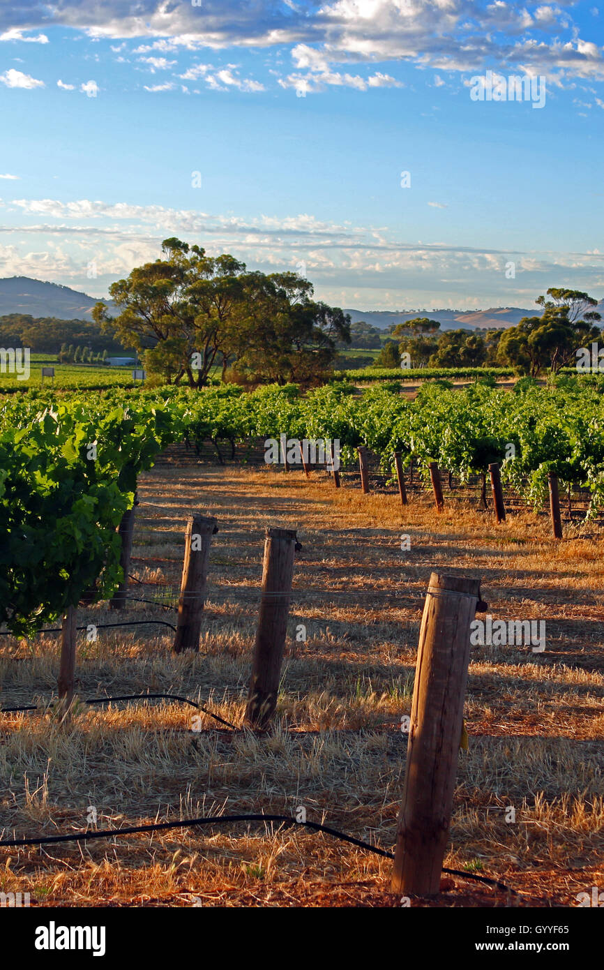 Vines growing in barossa valley hi-res stock photography and images - Alamy