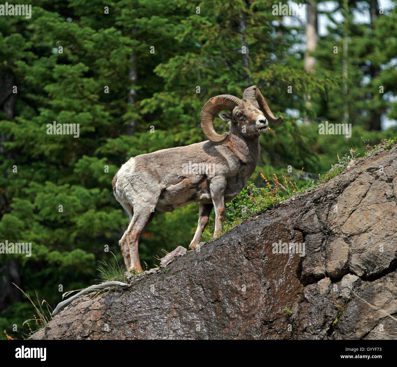 Bighorn Sheep Ram climbing up rocks incline in Yellowstone National ...