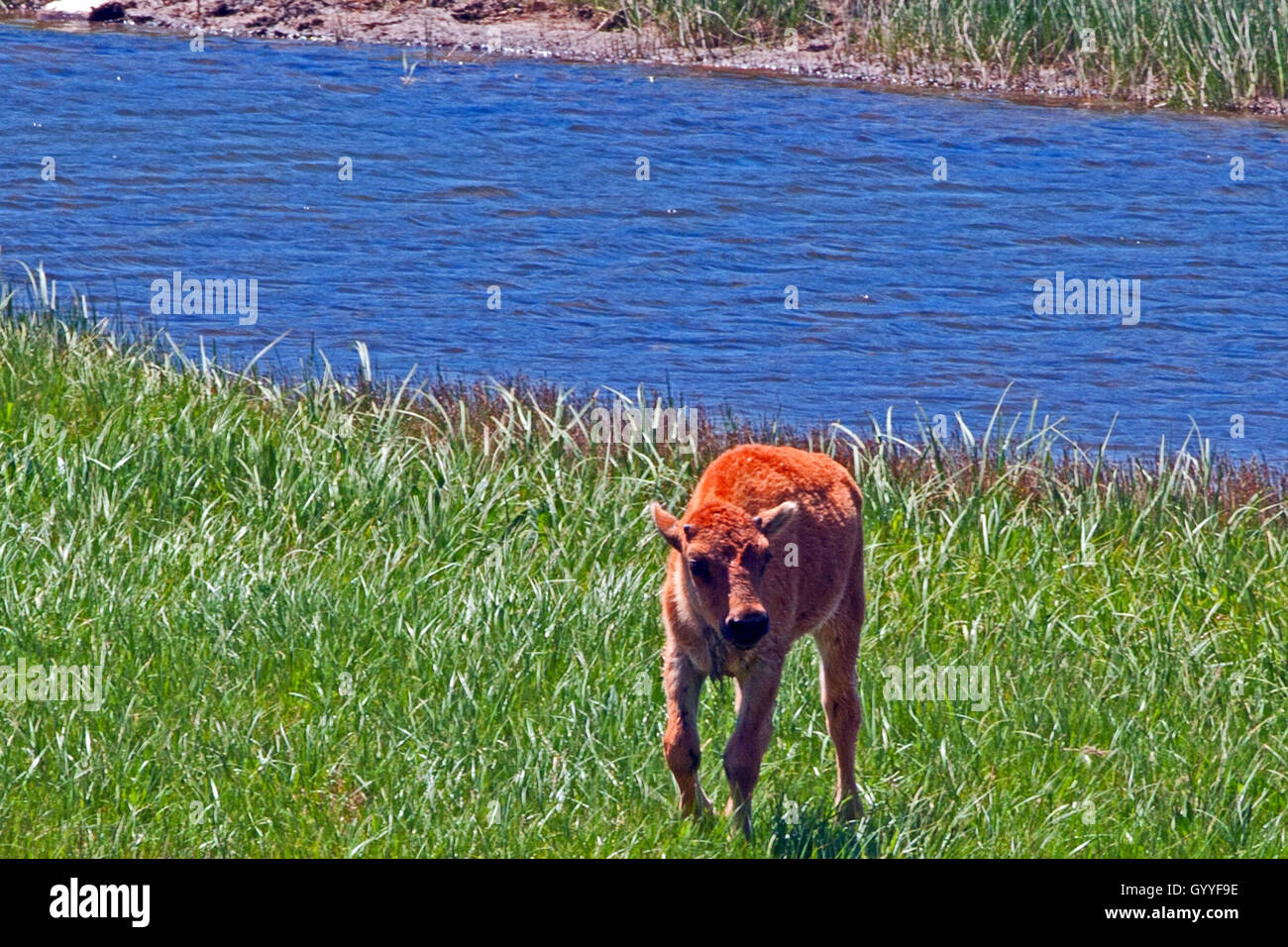 Bison yellowstone swim hi-res stock photography and images - Alamy