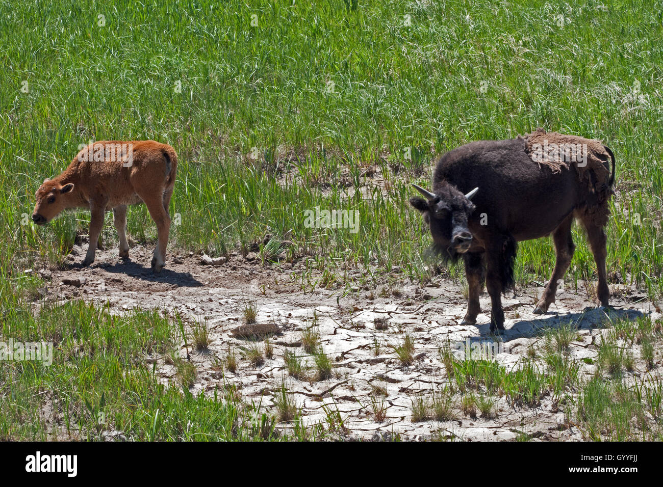 Bison yellowstone swim hi-res stock photography and images - Alamy