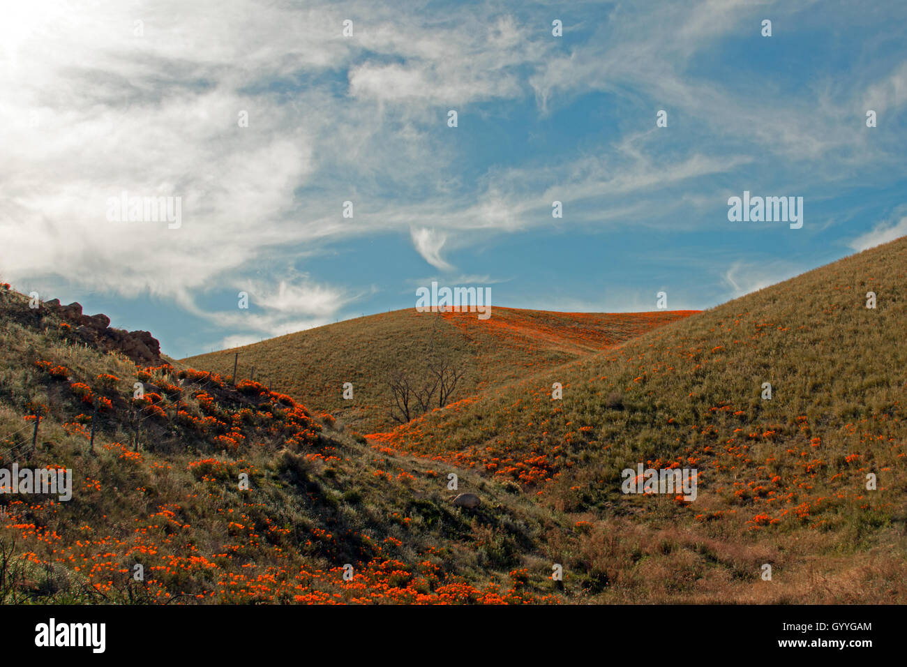 Desert gold poppy hi-res stock photography and images - Alamy