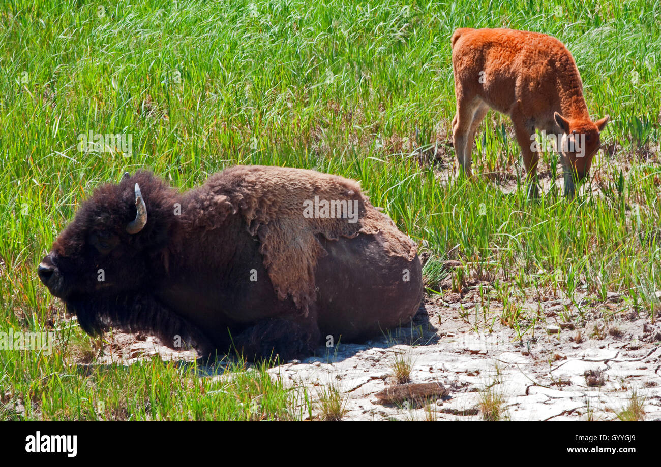 American bison female buffalo hi-res stock photography and images - Alamy