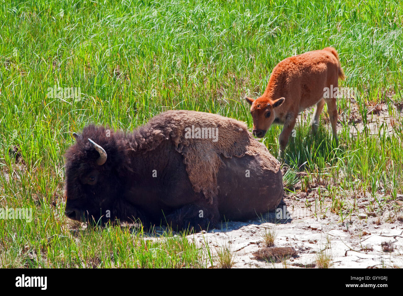 Bison wallow hi-res stock photography and images - Alamy