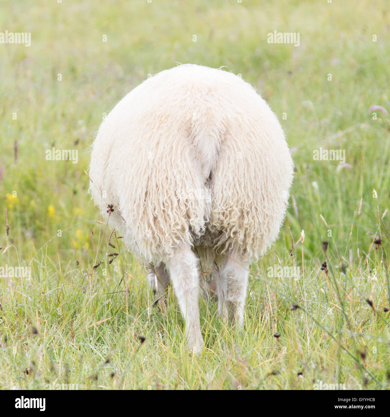 One grazing Icelandic sheep from back view Stock Photo - Alamy