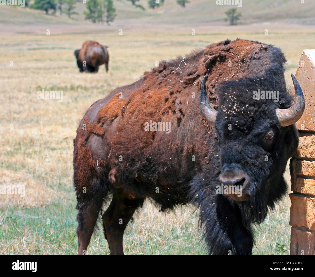Scratching shed hi-res stock photography and images - Alamy
