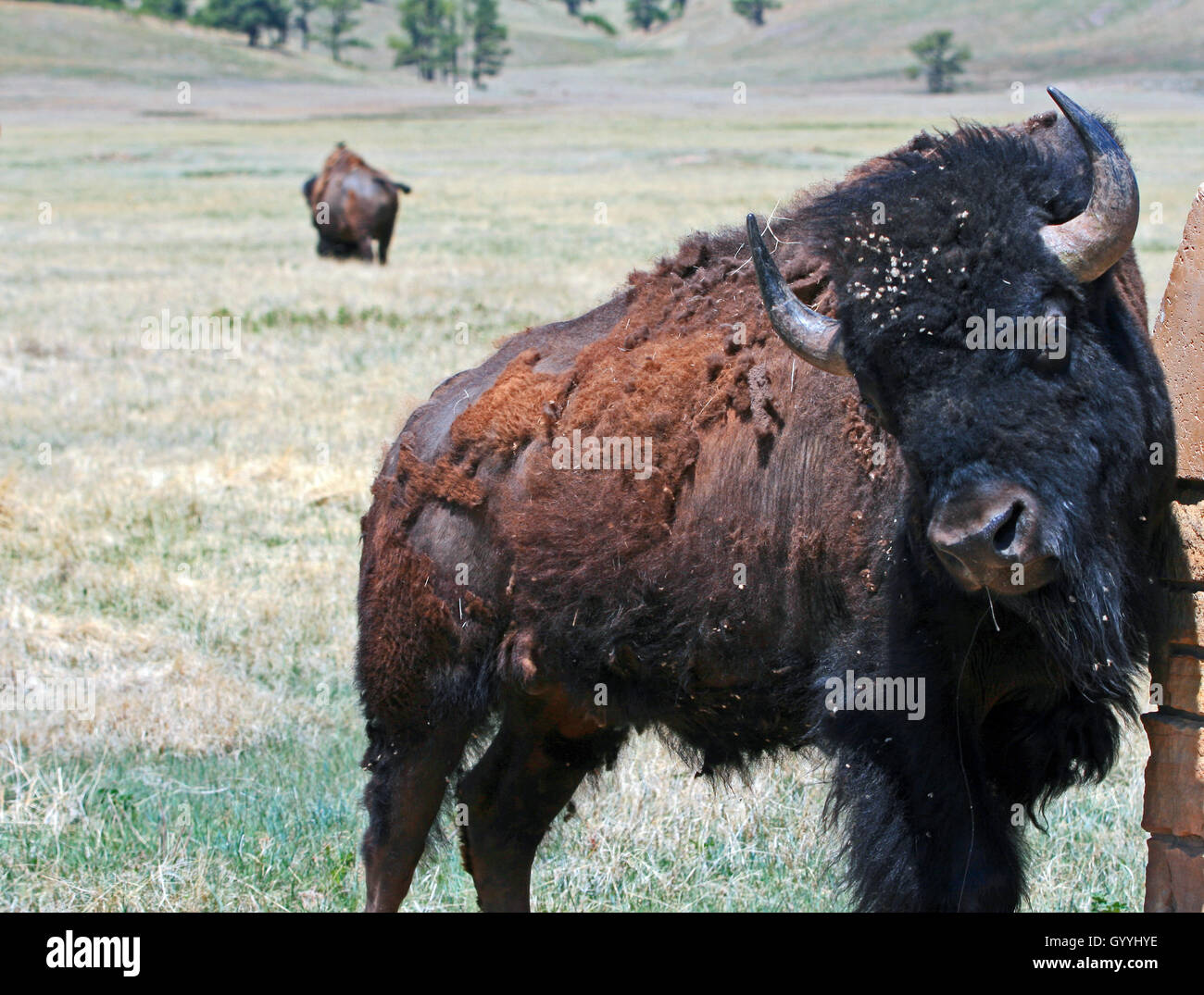 Scratching shed hi-res stock photography and images - Alamy