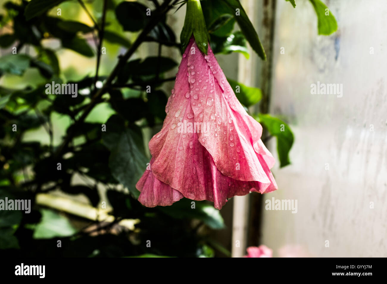 Drops on the flower Stock Photo - Alamy