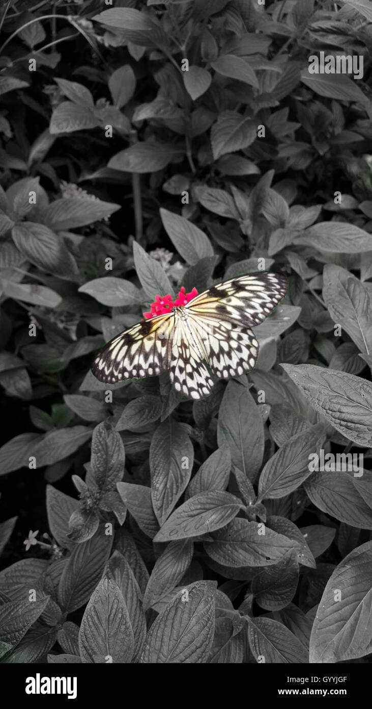 Contrast color butterfly hi-res stock photography and images - Alamy