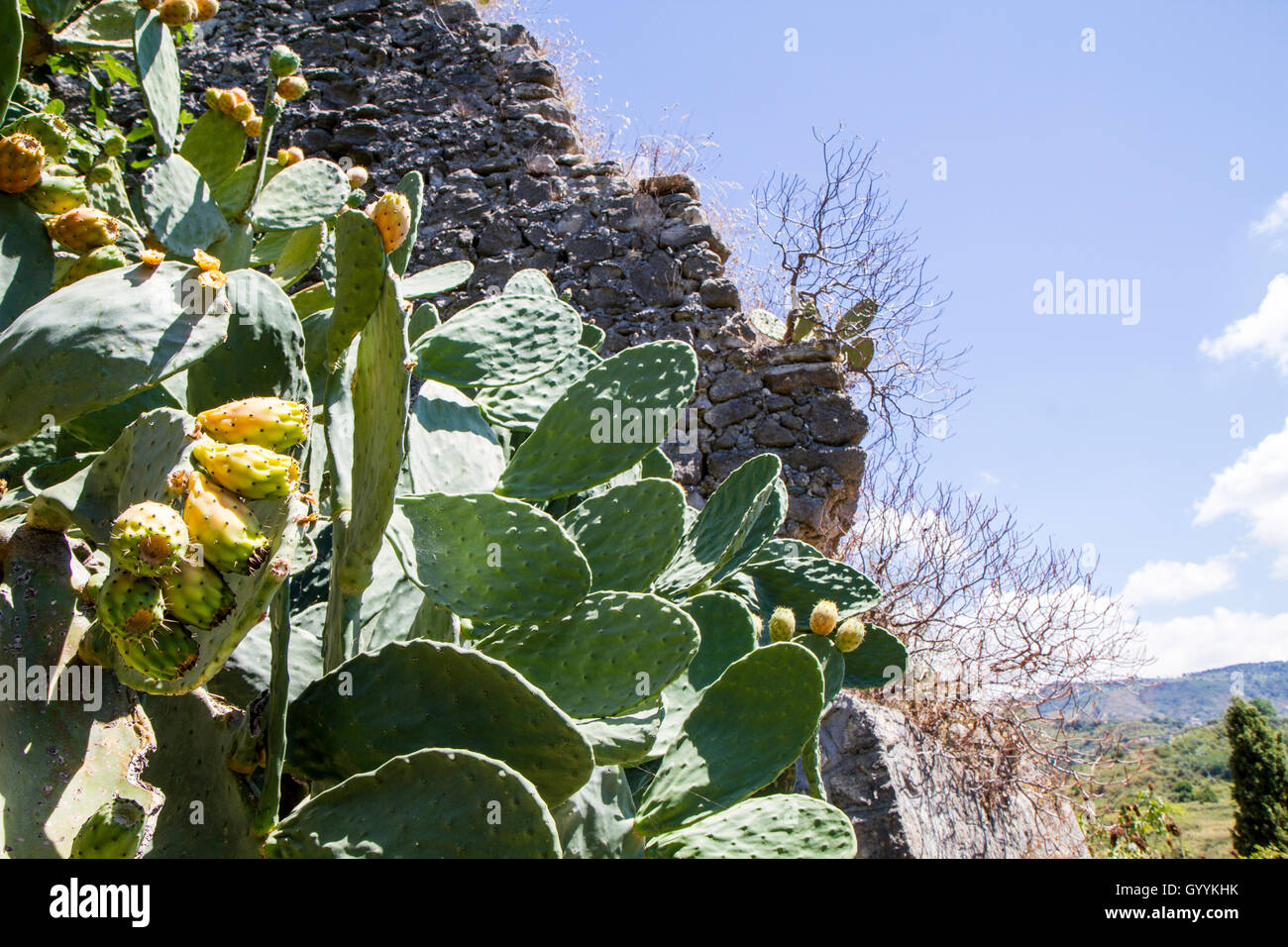 prickly pear cactus with ripe fruits in Calabria, Italy Amantea Stock ...