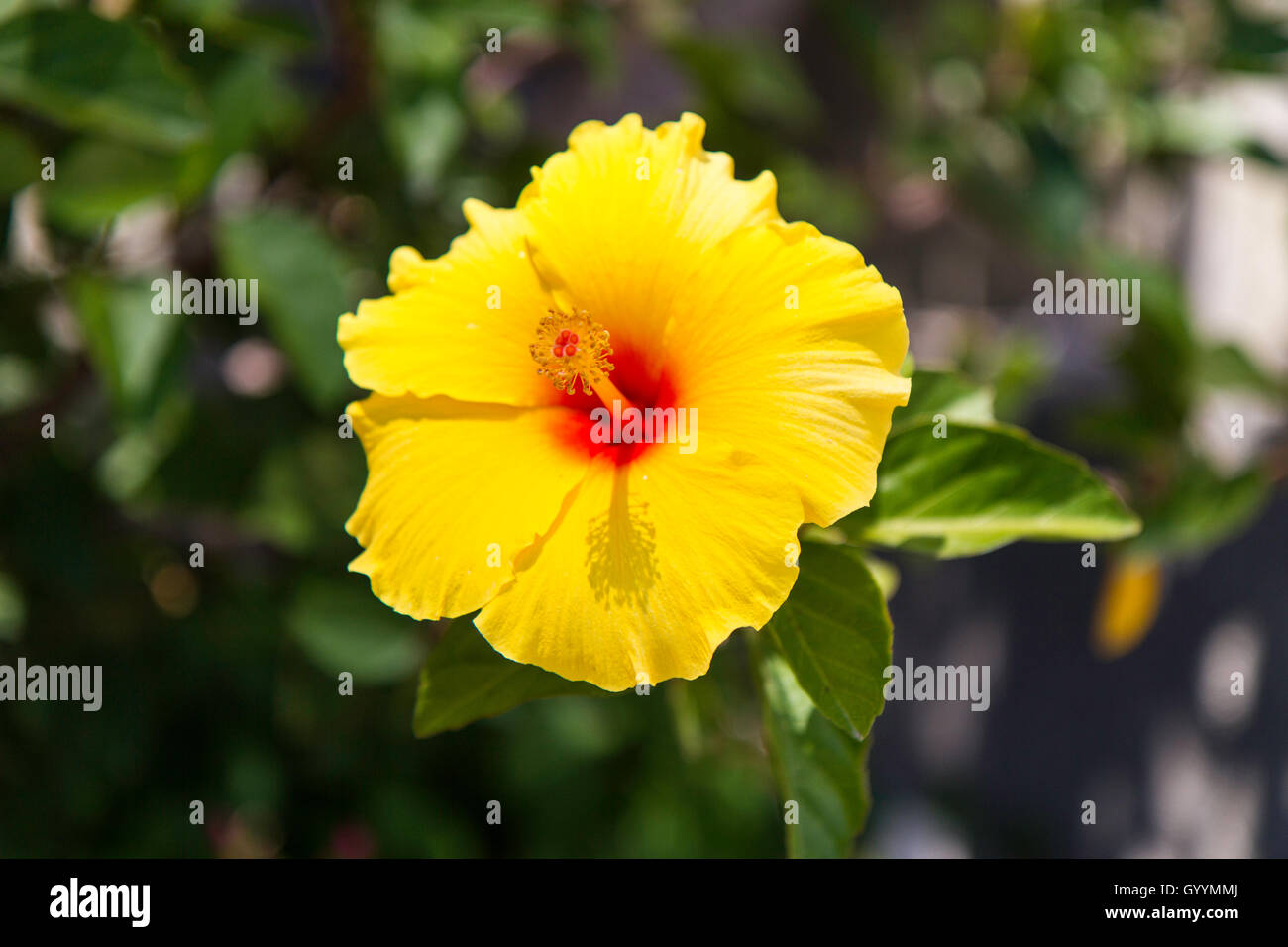Green hibiscus flower hi-res stock photography and images - Alamy