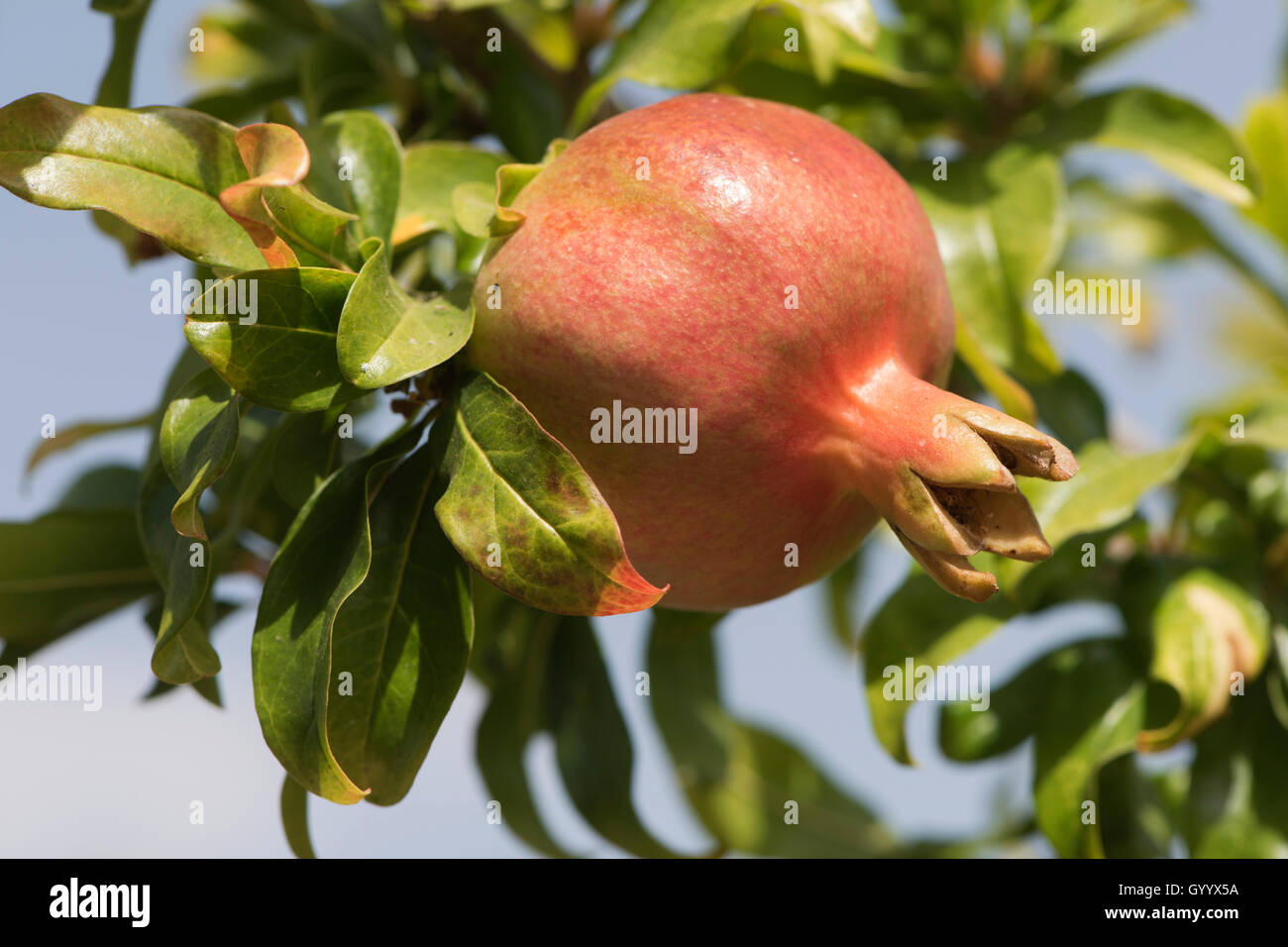 Granata hi-res stock photography and images - Alamy